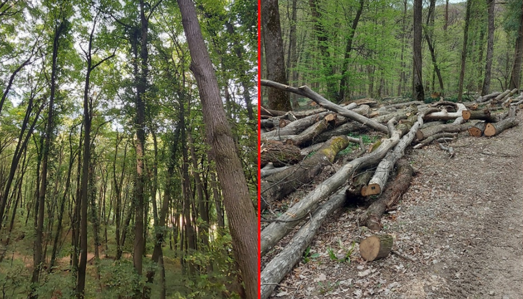 Seča šuma u Srbiji - Eko straža